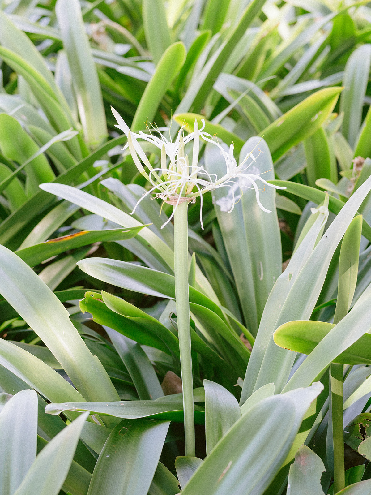 The One & Only, Le Saint Geran - saracooperphotography.com