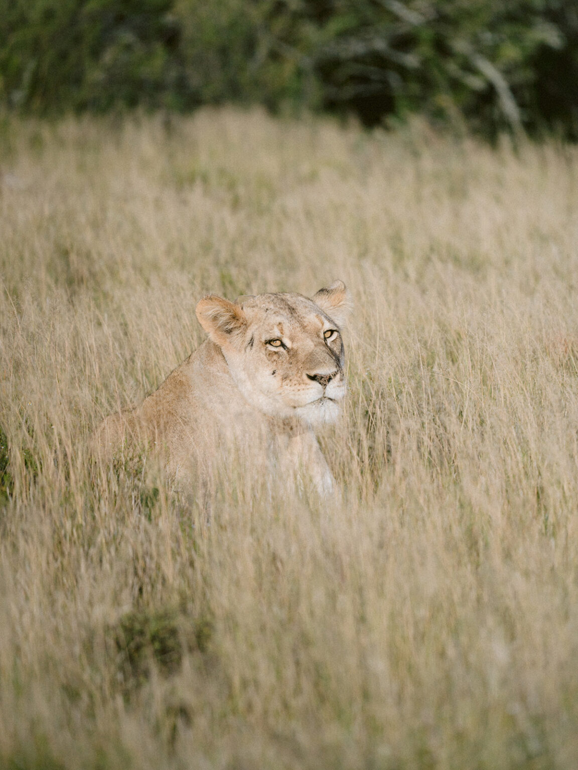 Cheetah Tracking at Samara Game Reserve - saracooperphotography.com